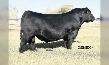 Categoria: Aberdeen Angus - Raça Inseminação Artificial